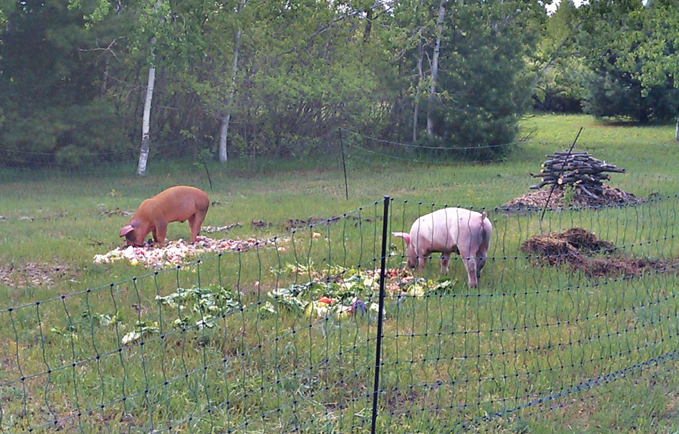 How to Make a Portable Pig Pen - Realize Permaculture Homestead