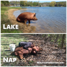 How to Use a Pig Tractor, Portable Pig Pen - Realize Permaculture Homestead