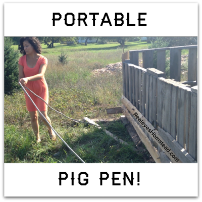 How to Use a Pig Tractor, Portable Pig Pen - Realize Permaculture Homestead